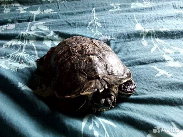 Отдам красноухую черепаху