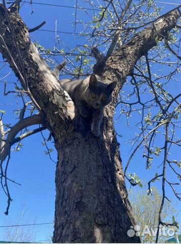 Котёнок, кошечка, черепаховый окрас