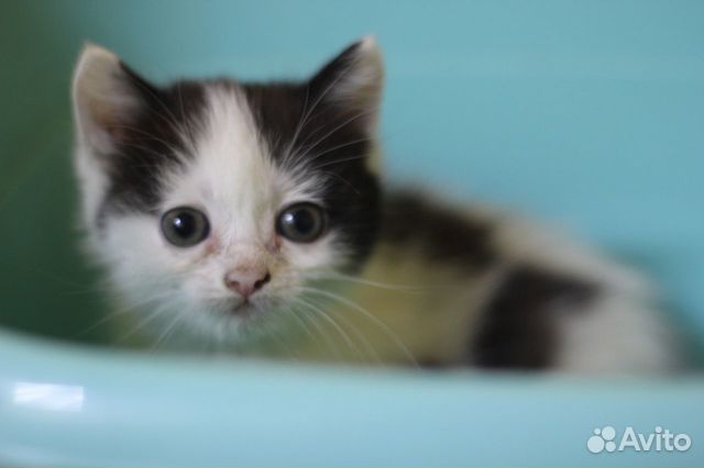 Помесь с вислоухим котенок девочка