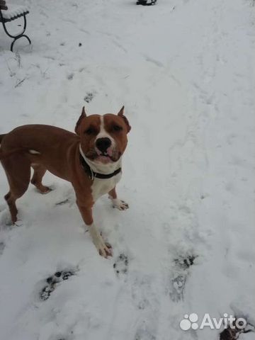 Стаффордширский терьер