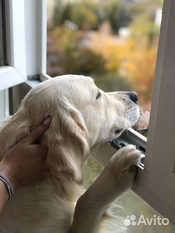 Вязка ретривера