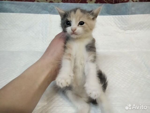 Котята ищут дом