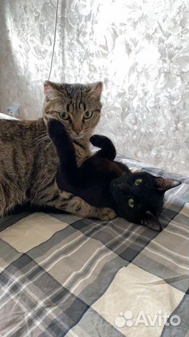 Отдам кошку в добрые руки. Зовут Мила