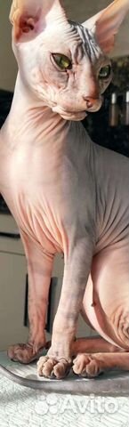 Донской сфинкс