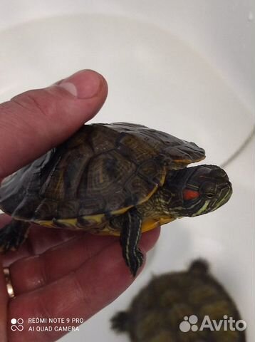 Черепаха