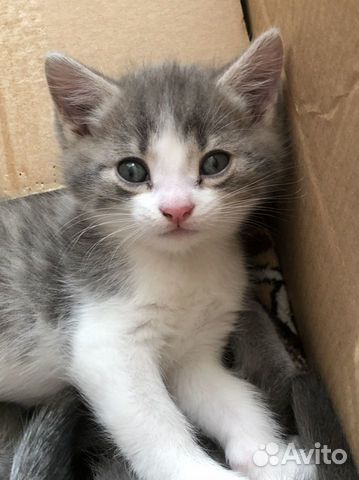 Котята в добрые руки даром