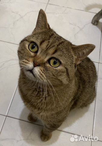 Кот