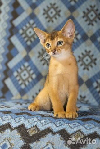 Абиссинский котенок