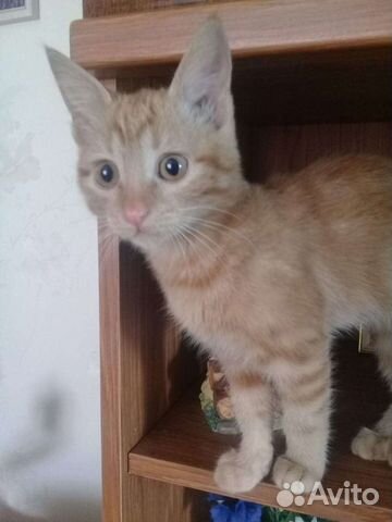 Рыженькая кошечка