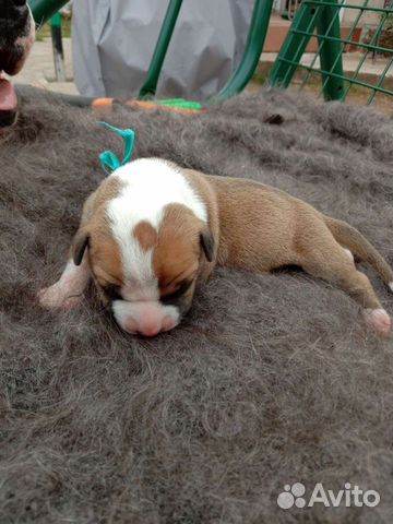 Стаффорята