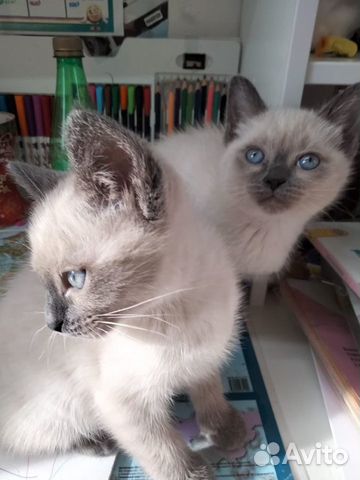 Тайские котята (блю пойнт )