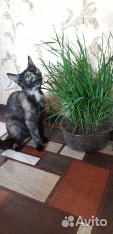 Трава/зелень для Кошек и собак