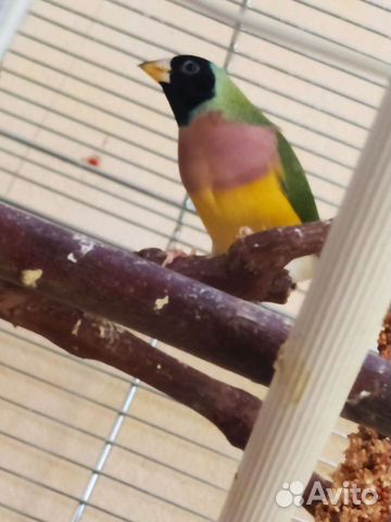 Амадины Гульда самки XL