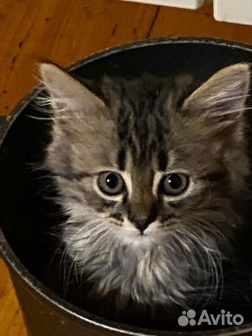 Котенок, мальчик, 1.5 месяц, домашний