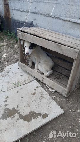 Щенки