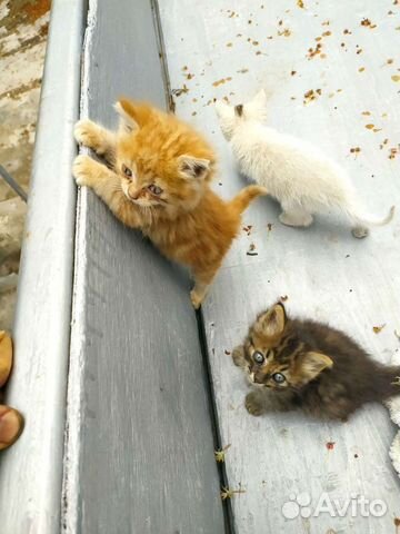 Рыжие котята отдам