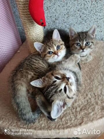 Британские котята