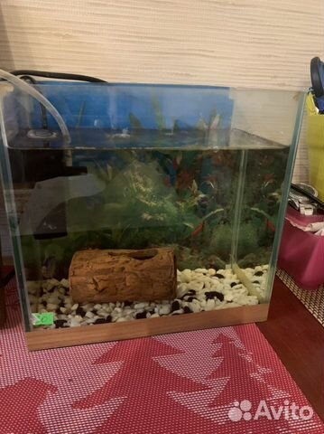 Аквариумные рыбки