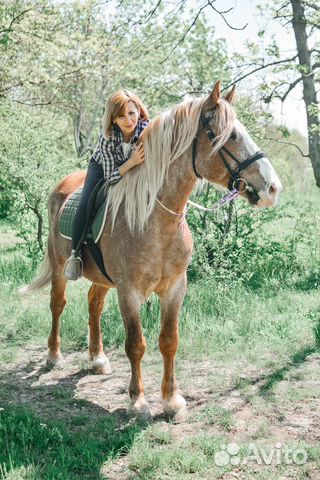 Владимирский/Русский тяжеловоз Зевс мерин