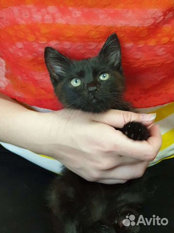 Маленькая пантерка