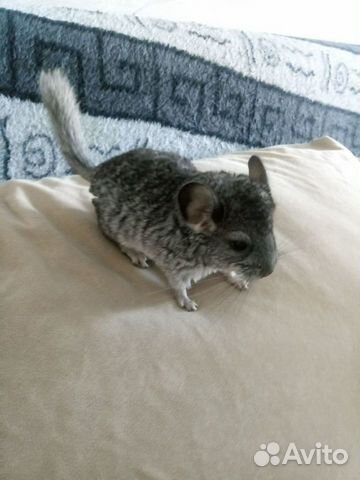 Шиншилла (шиншиллята, 2 мальчика)