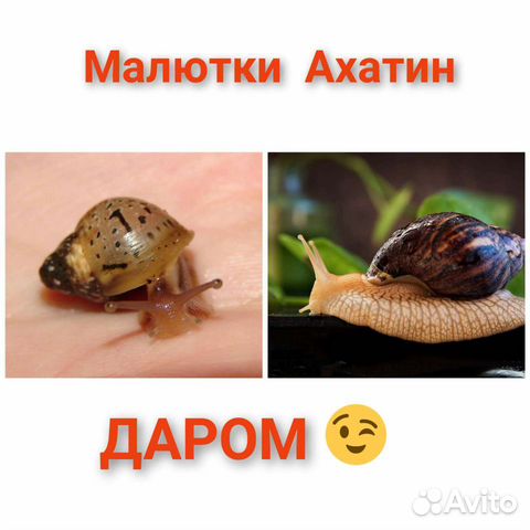 Улитки ахатины бесплатно