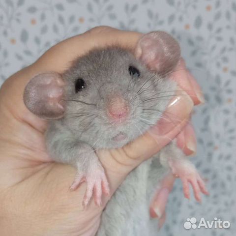 Крысята Крыса Дамбо Рекс Мальчик Спб