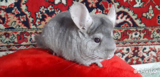 Шиншилла девочка