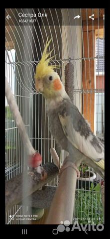 Попугай корелла с клеткой