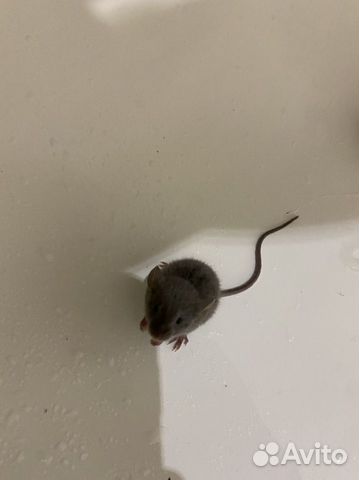 Мышь бесплатно