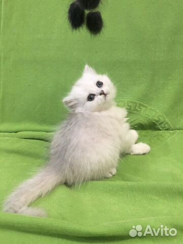 Длинношерстная серебристая британка