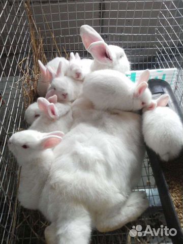 Продаются кролики