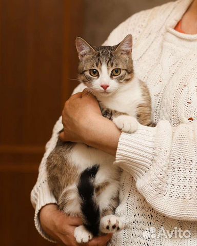 Котенок ласковый