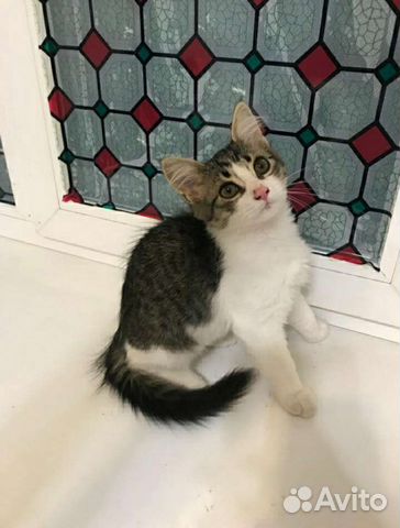 Котенок в добрые руки бесплатно