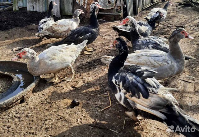 Инкубационное яйцо, мускусные утки, барбизье куры