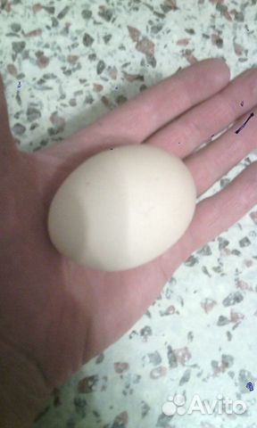 Инкубационное яйцо индоутки