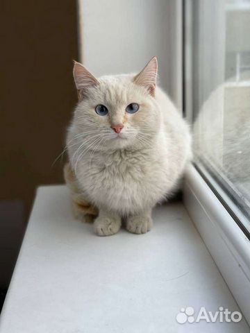 Котодети из приюта ищут своих родителей
