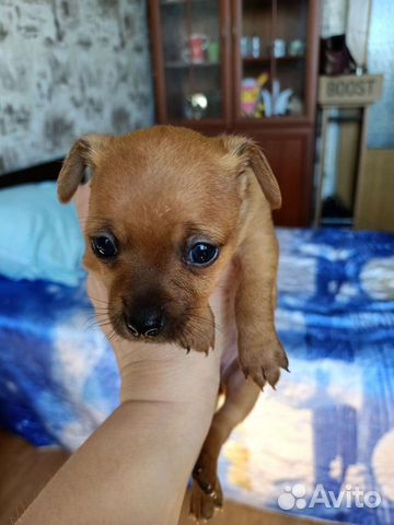 Той-терьер щенки