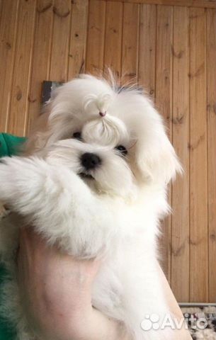 Кукляшные девочки мальтезе