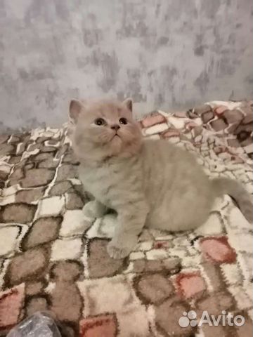 Шотландские котята