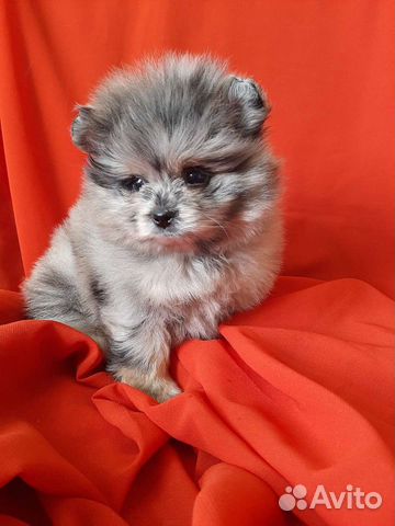 Шпиц девочка