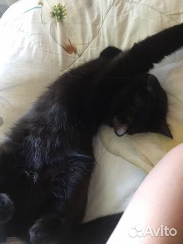 Кошка