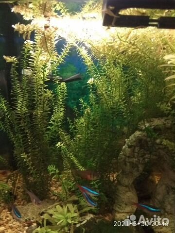 Растение разное