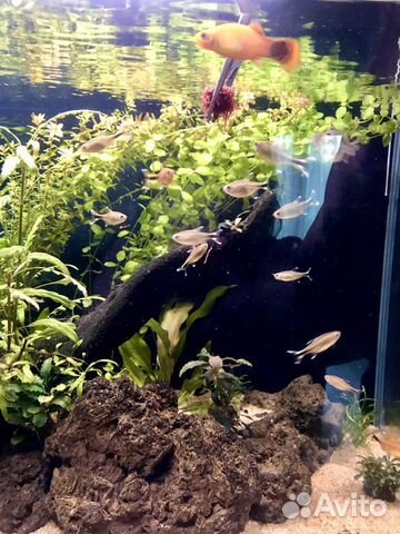 Рыбки и растения