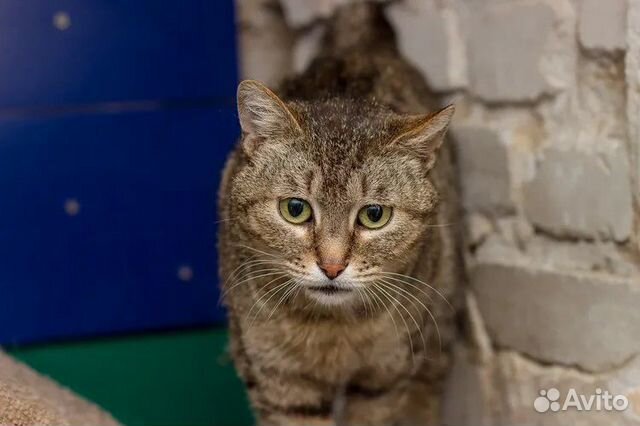 Кошечка в добрые руки