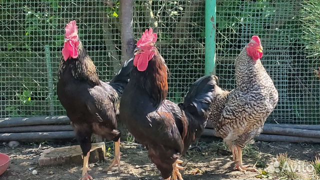 Петухи: тупые, орущие, драчливые