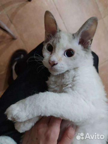 Кошка Корниш-рекс