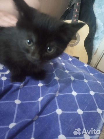 Черный принц