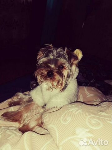 Йоркширский терьер