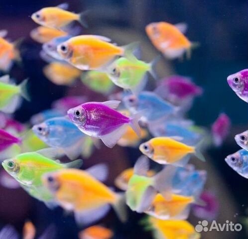 Аквариумные рыбки 3 Тернеции и 1 сомик